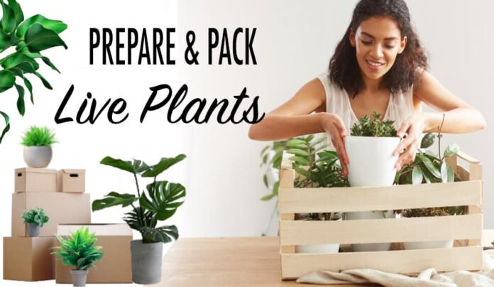 How to Prepare and Pack Live Plants for Shipping.